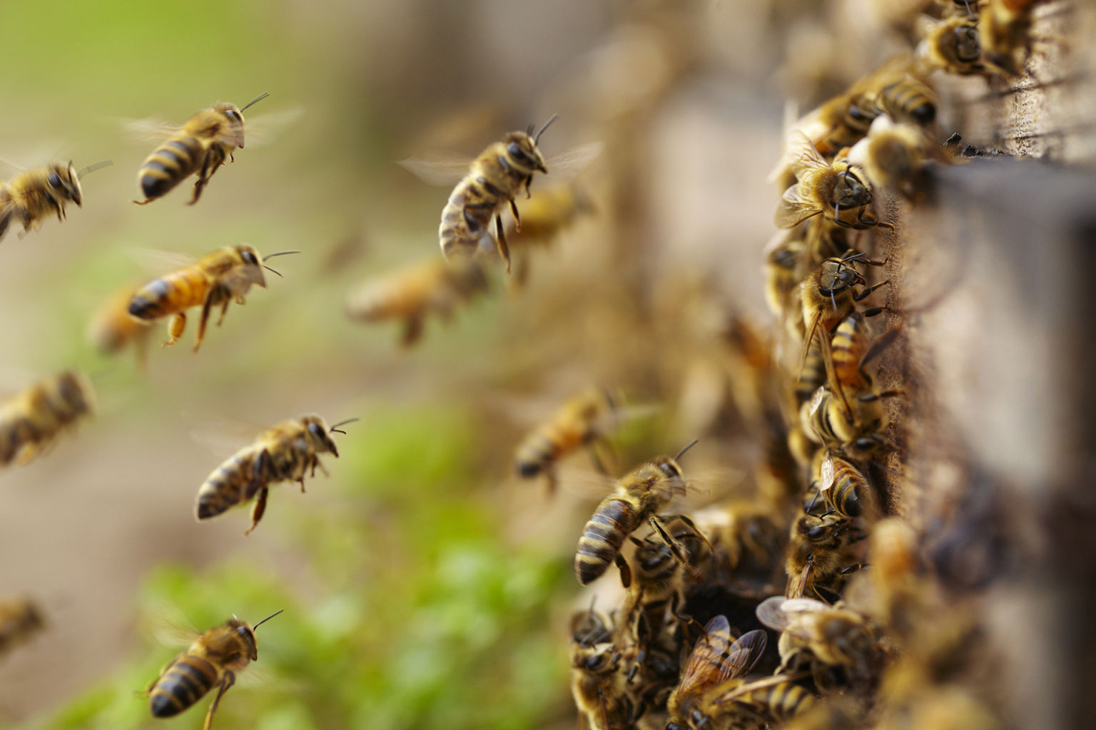 5 Everyday Things You Can Do To Help Protect Bees