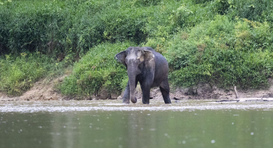 Elephant In The Corner: Conservation Of The Giants At Ulu Muda