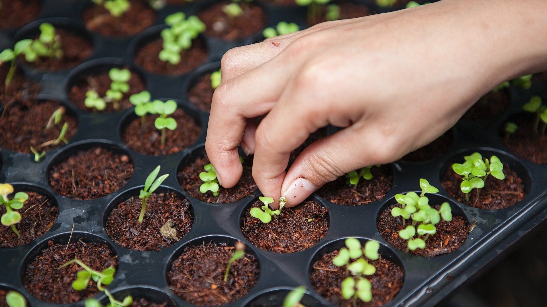 Edible Plants You Can Easily Grow In Small Confined Spaces