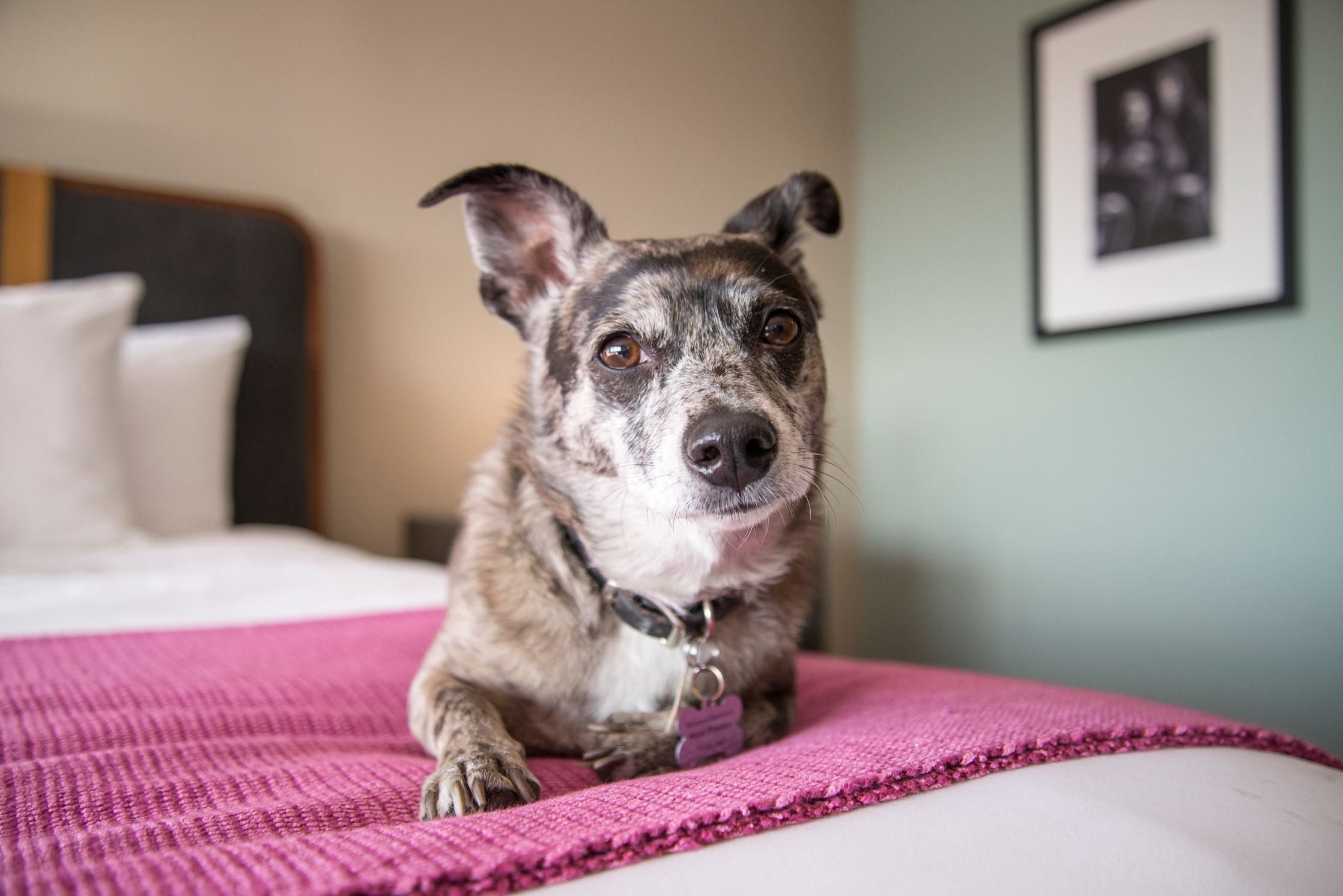 Dog-Friendly Hotels Perfect For A Vacation With The Pooch
