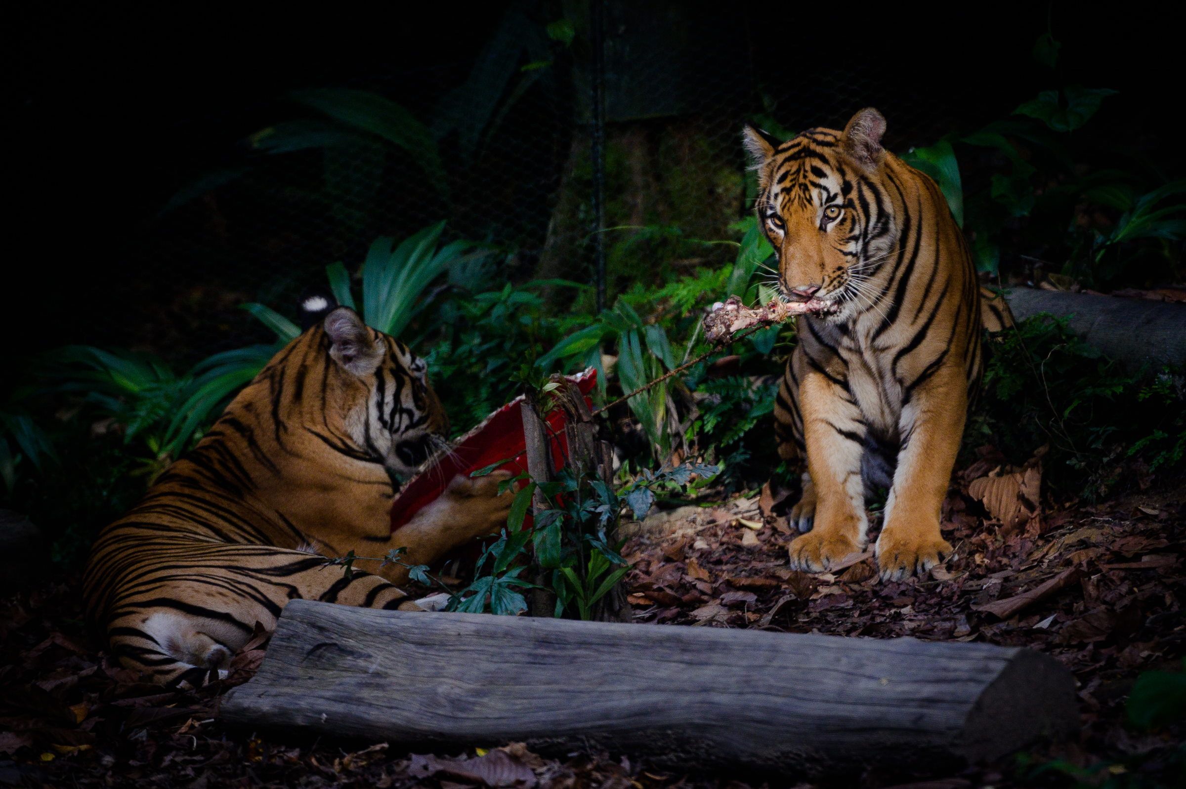 The Tiger Set To Be The Star At Singapore Zoo This Lunar New Year