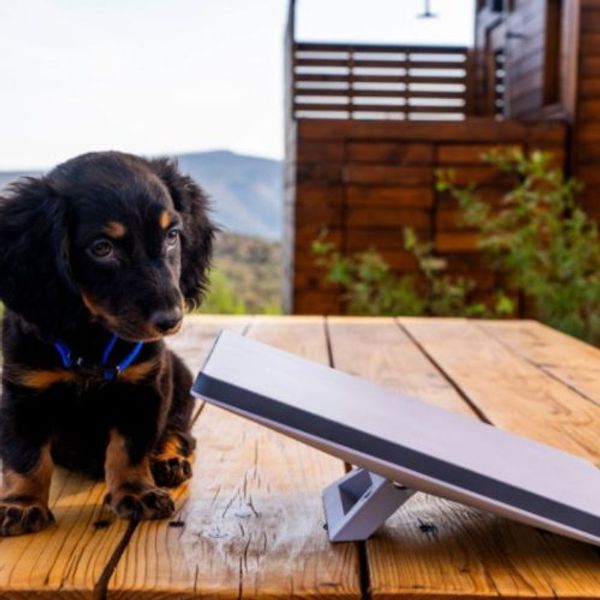 Starlink Mini vs Starlink Standard: Which is better? – Augustman Singapore