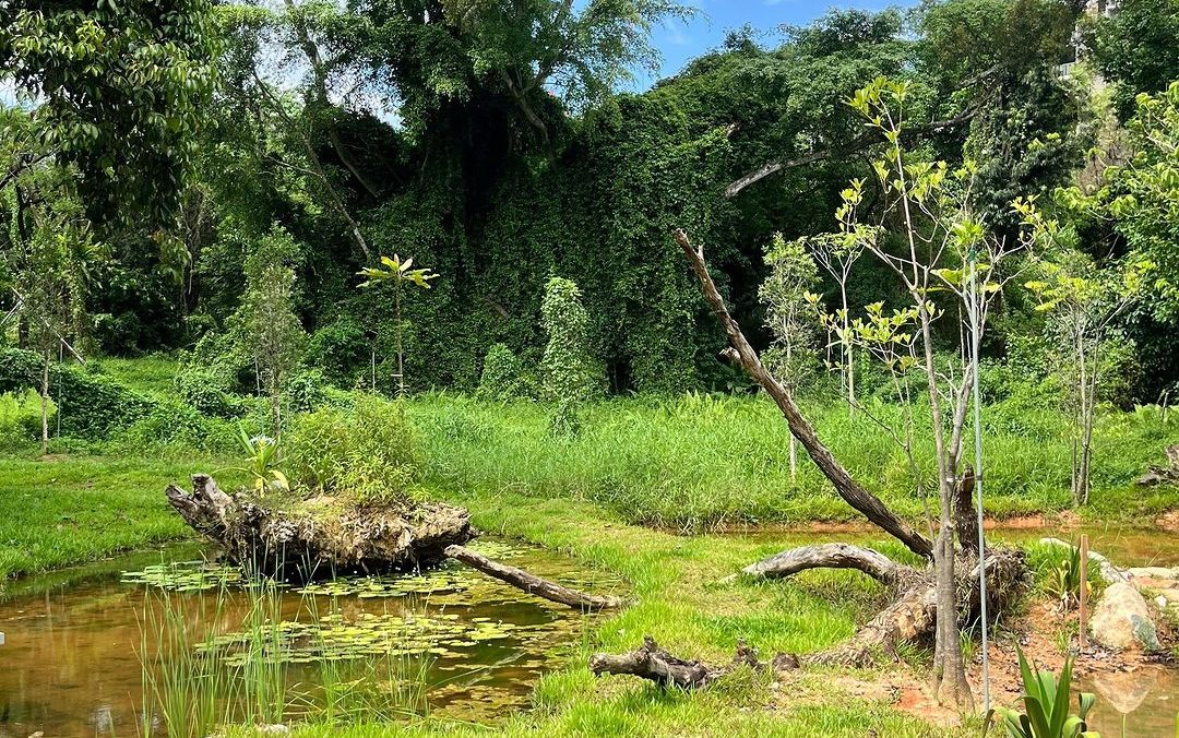 A Guide To Bidadari Park: Fun Things To Do And Key Attractions