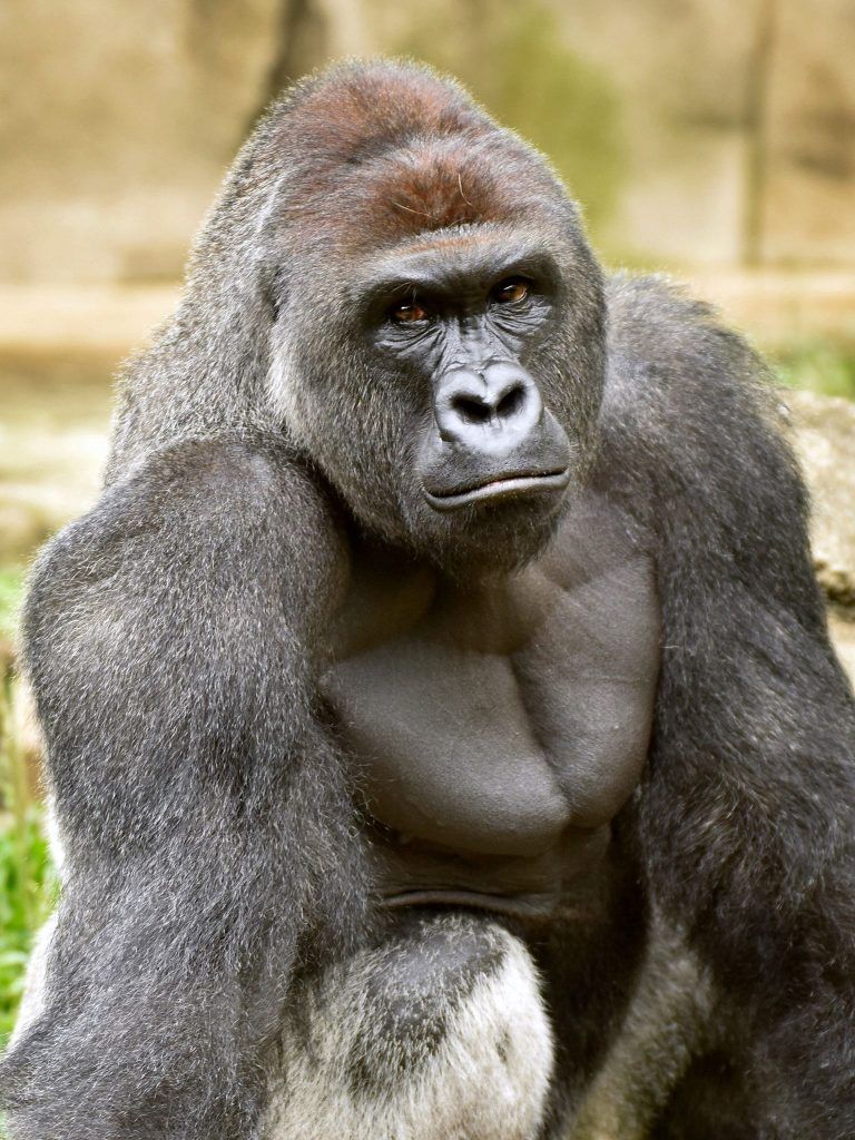 Top 10 Most Famous Zoo Animals - Augustman Singapore
