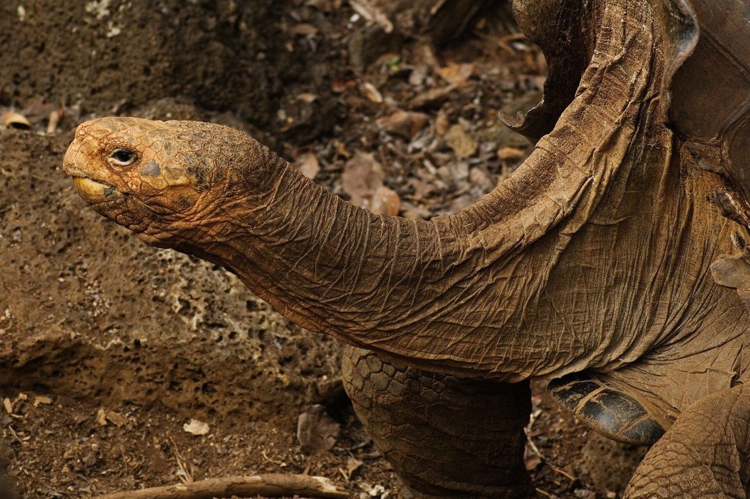 Top 10 Most Famous Zoo Animals - Augustman Singapore