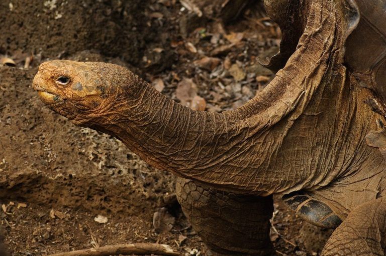 Top 10 Most Famous Zoo Animals - Augustman Singapore