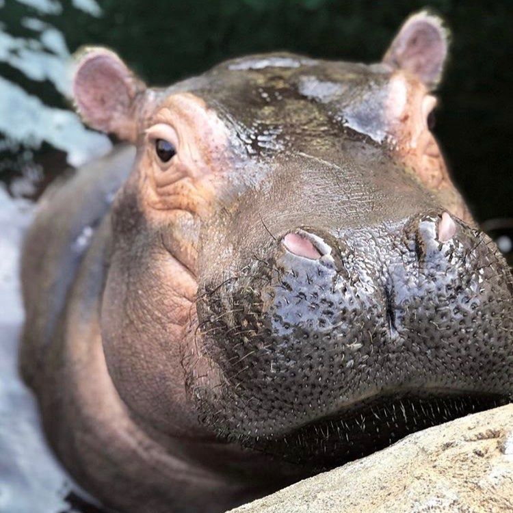 Top 10 Most Famous Zoo Animals - Augustman Singapore