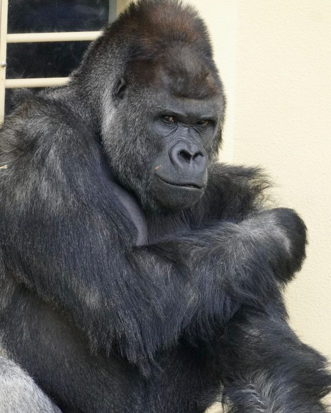 Top 10 Most Famous Zoo Animals - Augustman Singapore