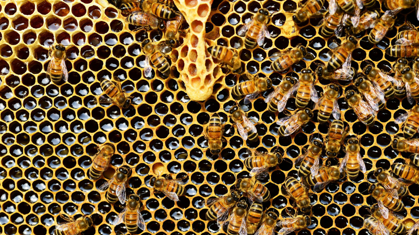 What Is Propolis And Why Is It All The Rage Right Now? - Augustman SG