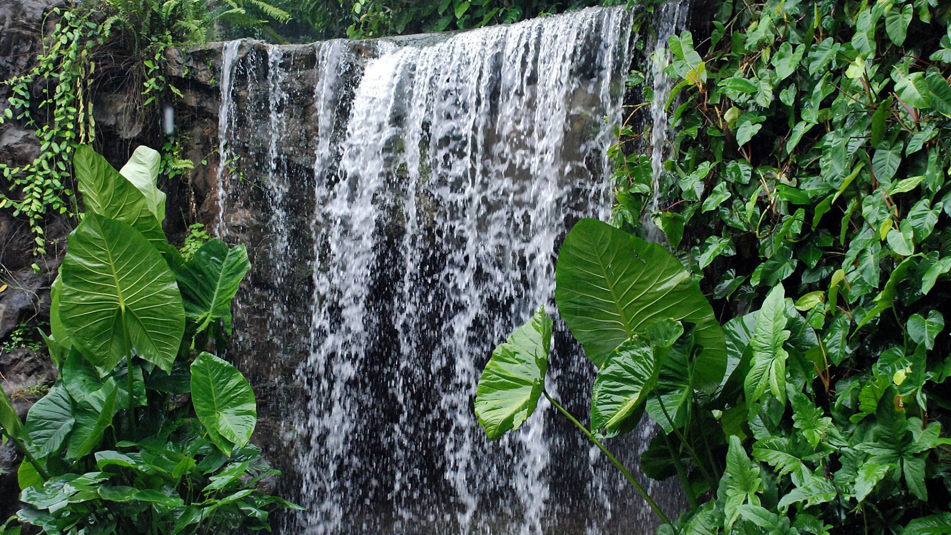 Your Day-Long Itinerary For The Singapore Botanic Gardens