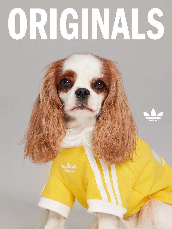 All about the new Adidas Originals pet collection | Augustman Singapore