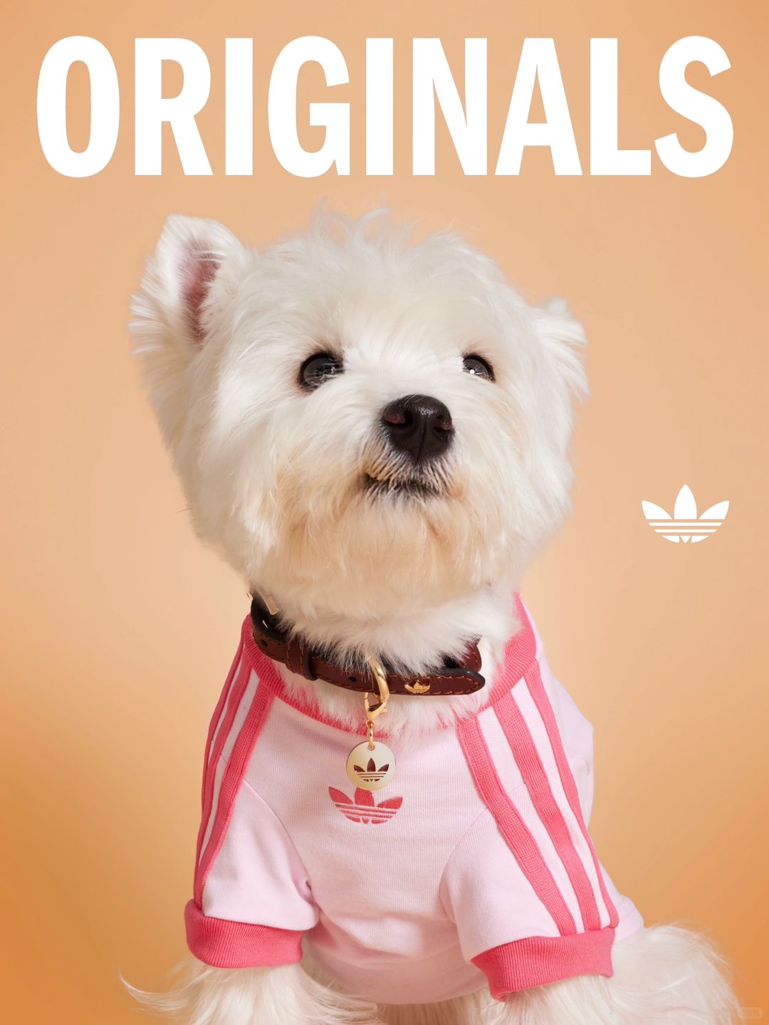 All about the new Adidas Originals pet collection | Augustman Singapore