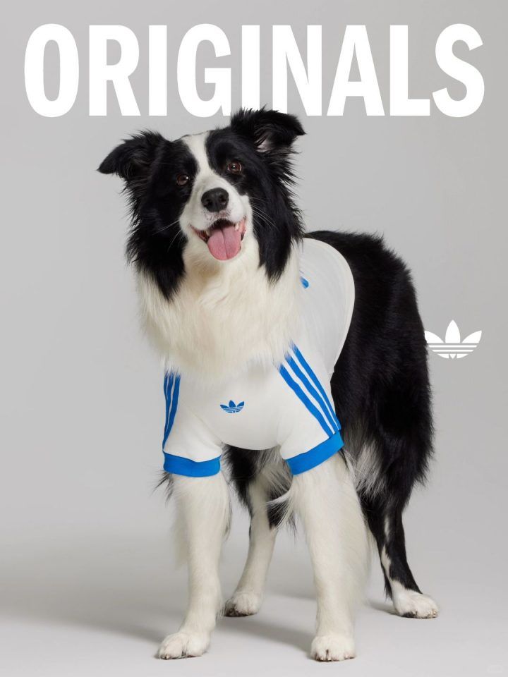 All about the new Adidas Originals pet collection | Augustman Singapore