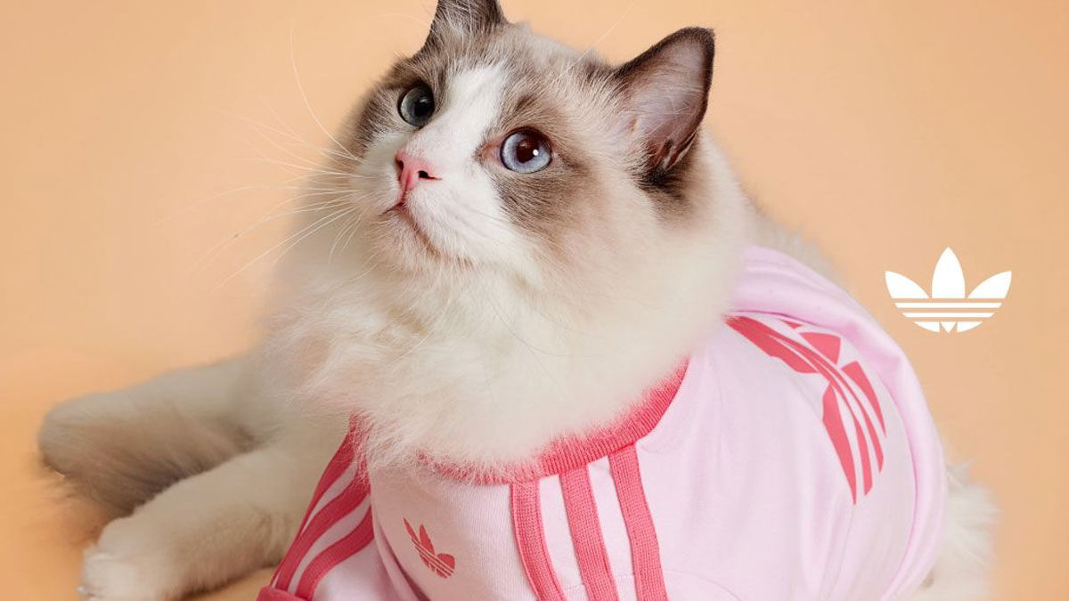 All about the new Adidas Originals pet collection | Augustman Singapore