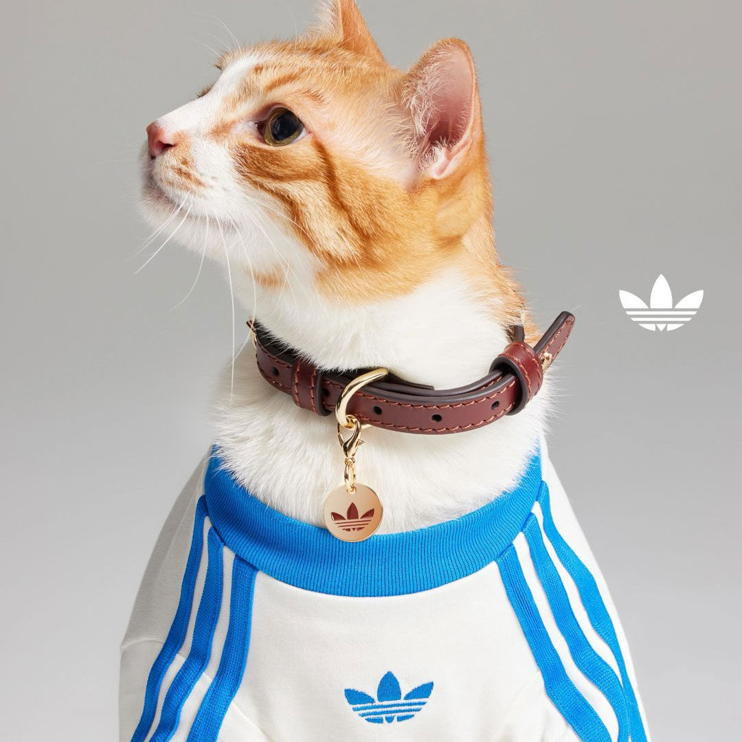 All about the new Adidas Originals pet collection | Augustman Singapore