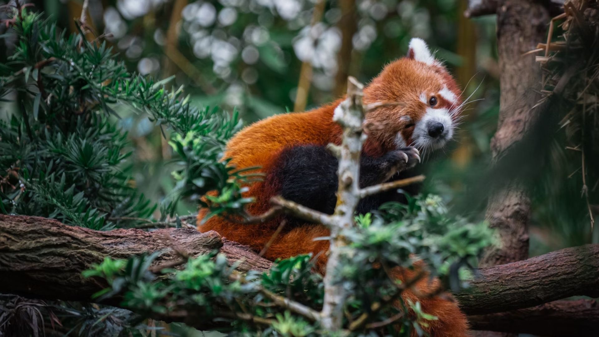 Nature's Finest: Experience The Best Of Singapore Wildlife