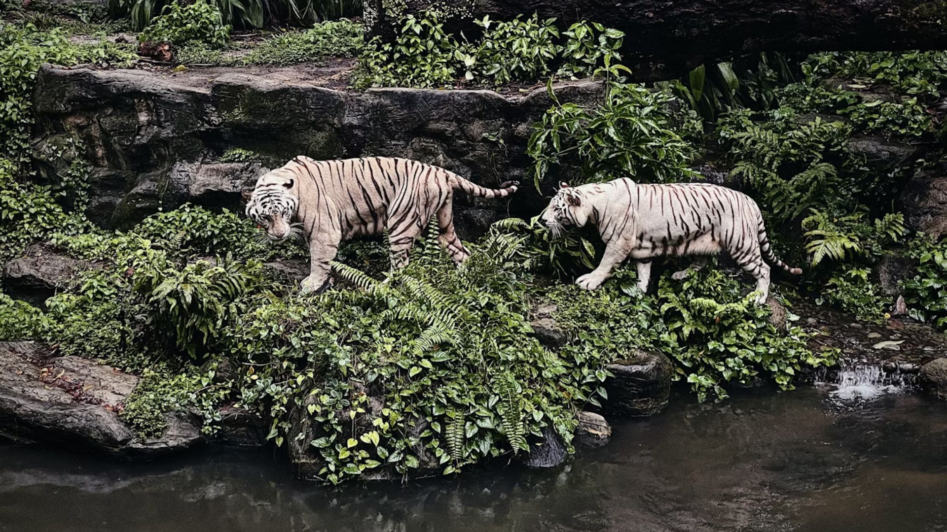 Nature's Finest: Experience The Best Of Singapore Wildlife