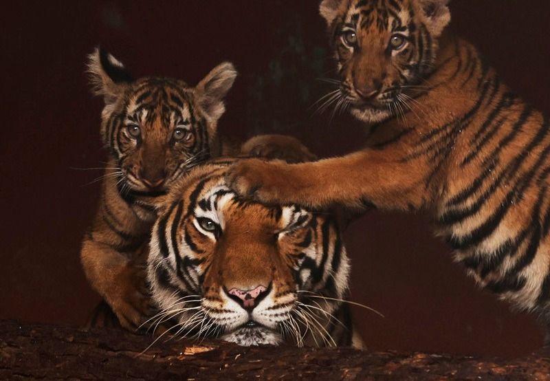 Nature's Finest: Experience The Best Of Singapore Wildlife