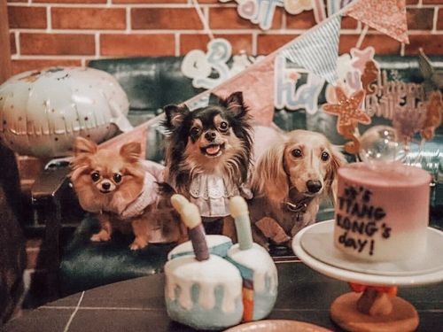 11 Best Pet-Friendly Cafes In Singapore For Your Furry Friends