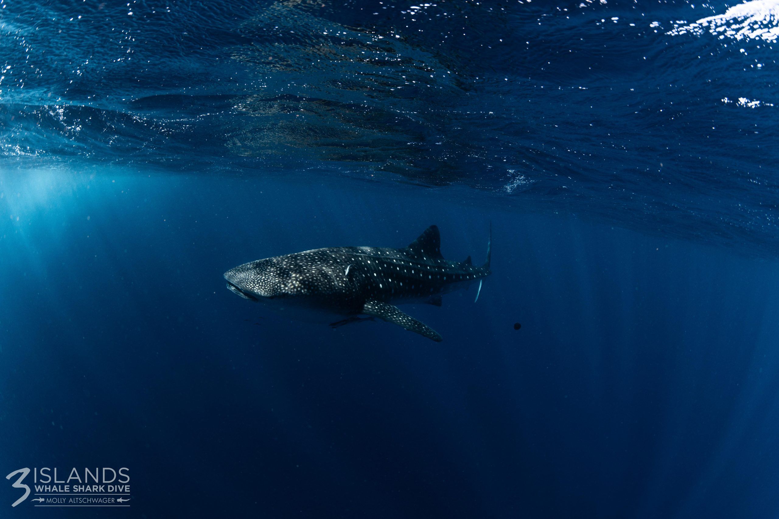 Heroes Of The Ocean: Western Australia's Whale Shark Protectors