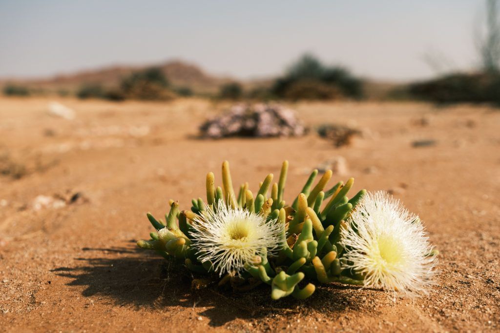 How Rolex And ORKCA Are Helping To Rewild Namibia | AugustMan Singapore