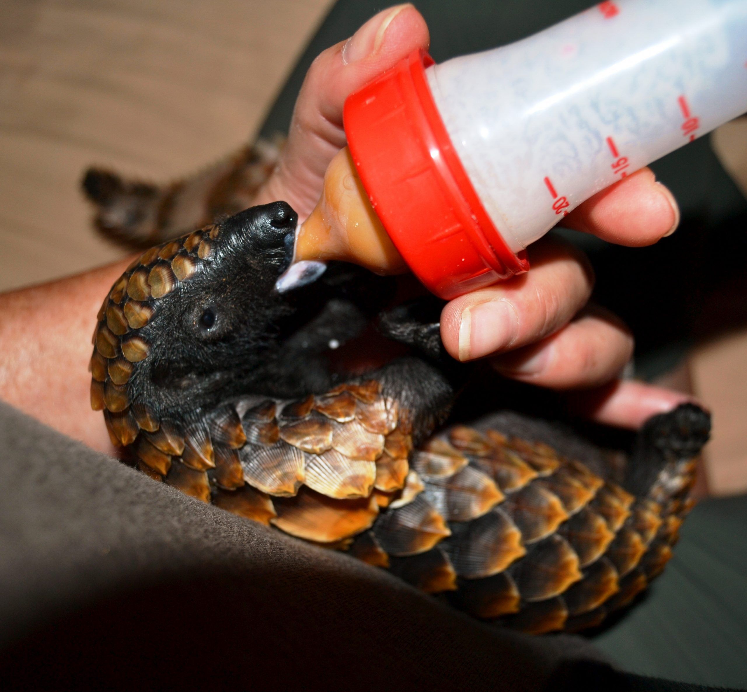 Tipping The Scales of Conservation with Alexis Kriel