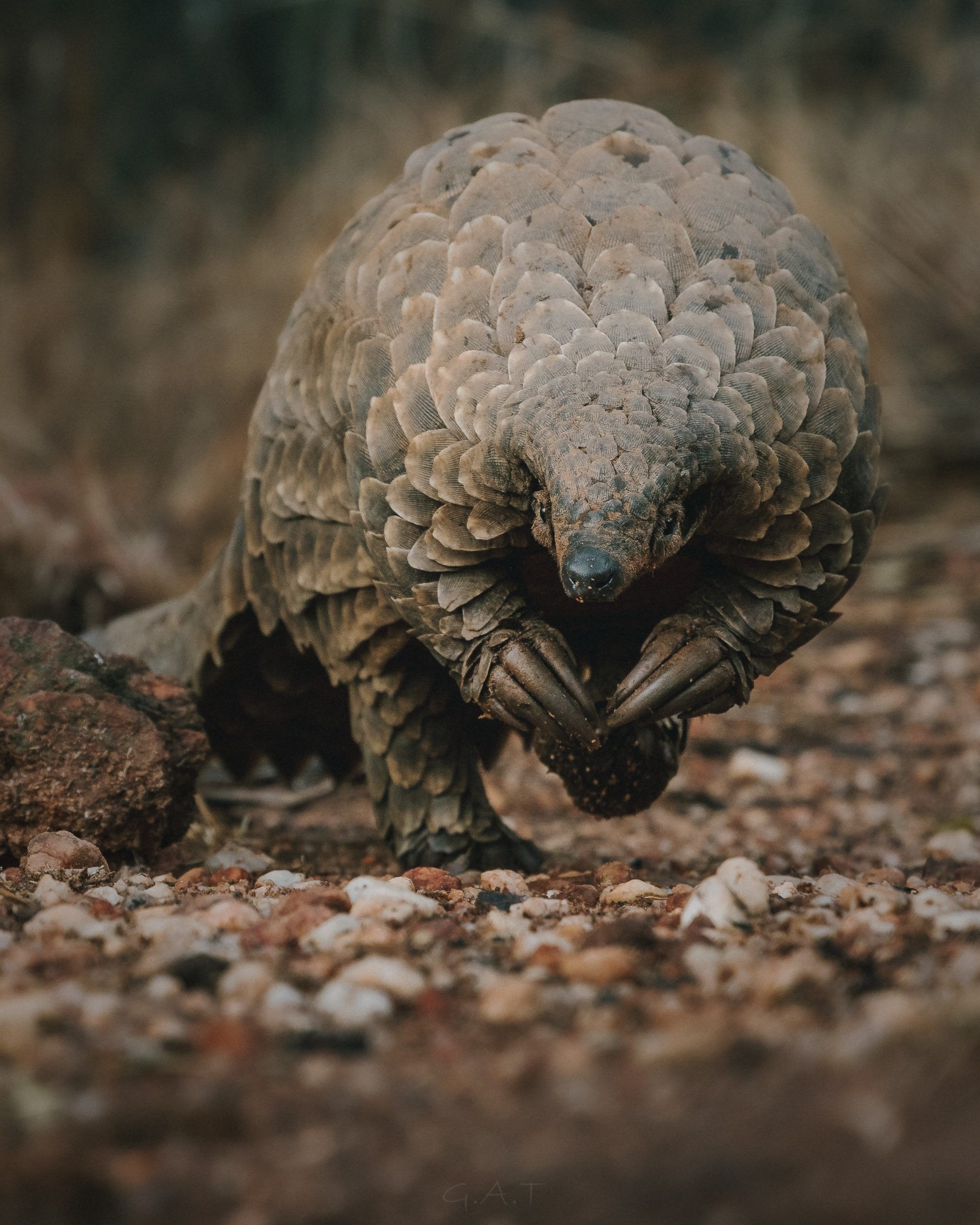 Tipping The Scales of Conservation with Alexis Kriel