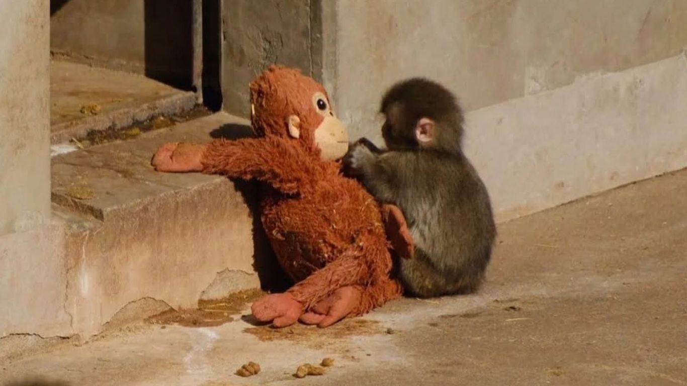 Viral Baby Monkey Punch And His Story | Augustman Singapore