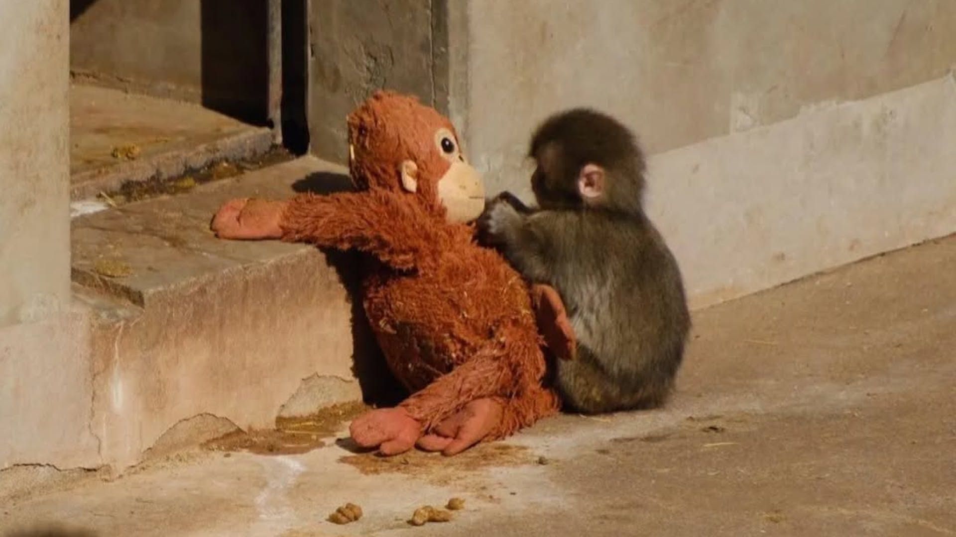 Viral Baby Monkey Punch And His Story | Augustman Singapore