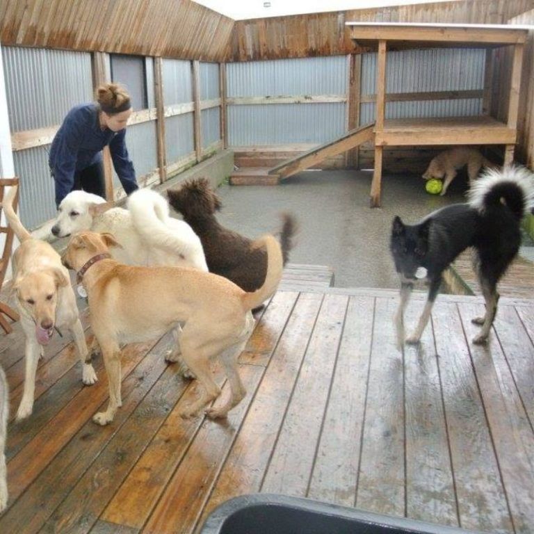 8 Of The World's Most Luxurious Pet Hotels