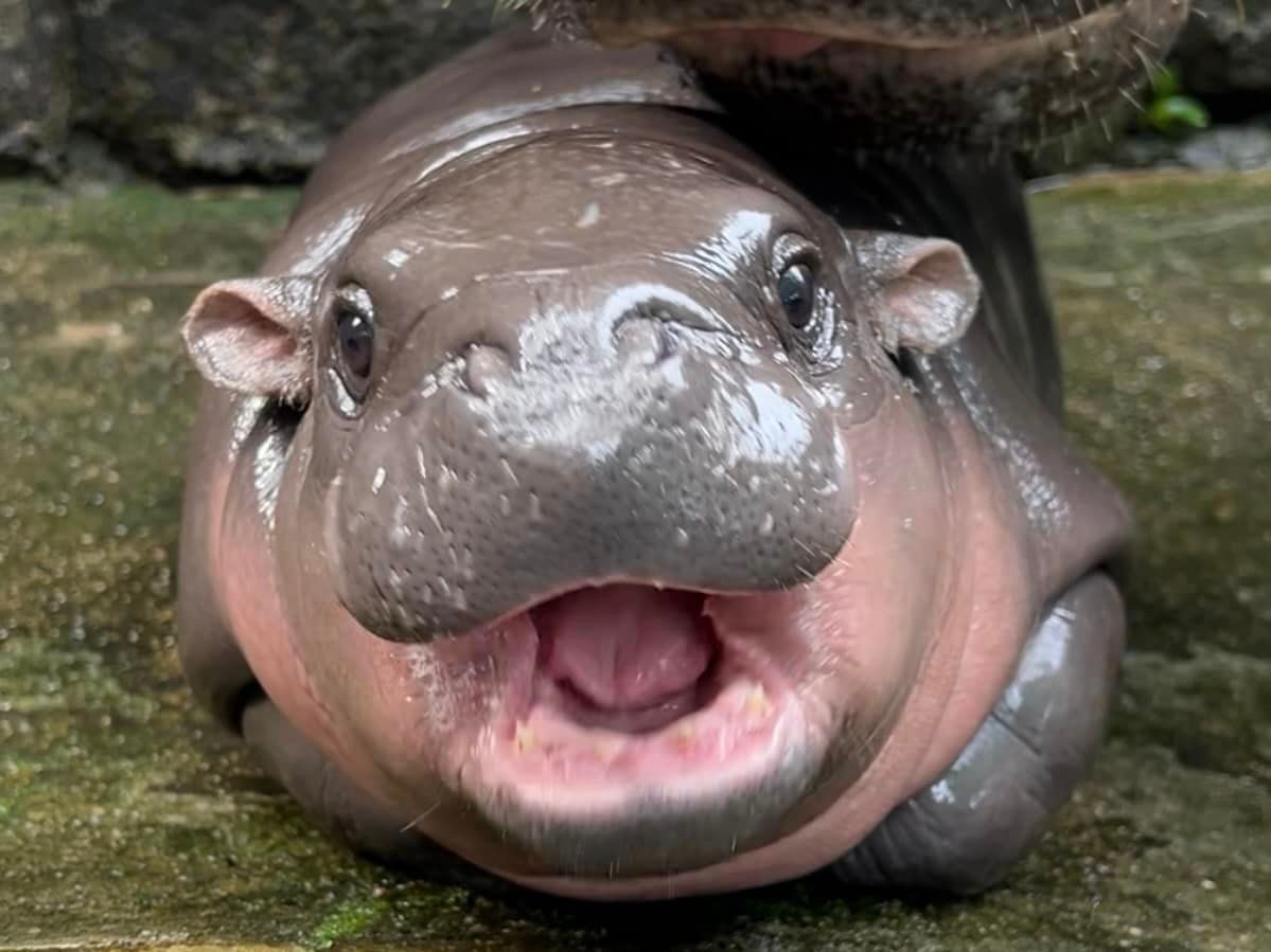 Top 10 Most Famous Zoo Animals - Augustman Malaysia