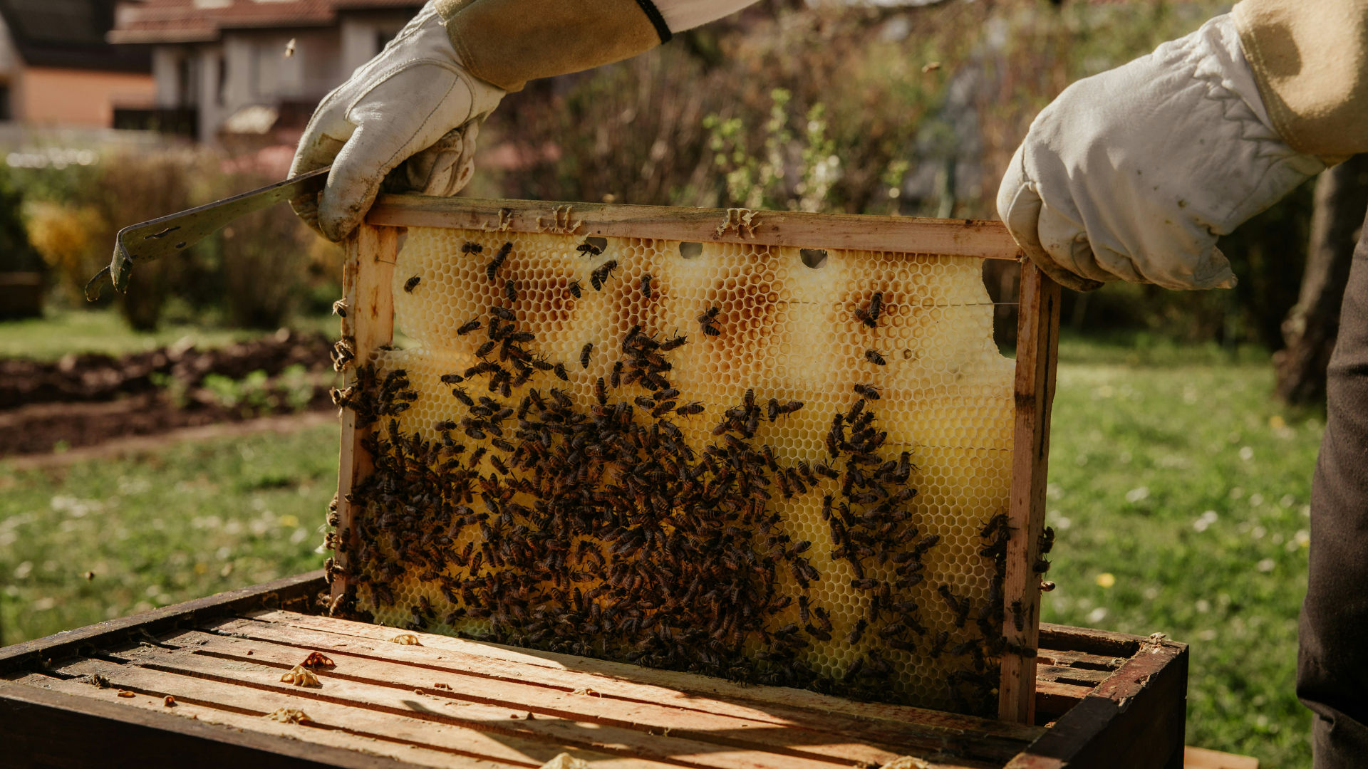 What Is Propolis And Why Is It All The Rage Right Now? - Augustman MY