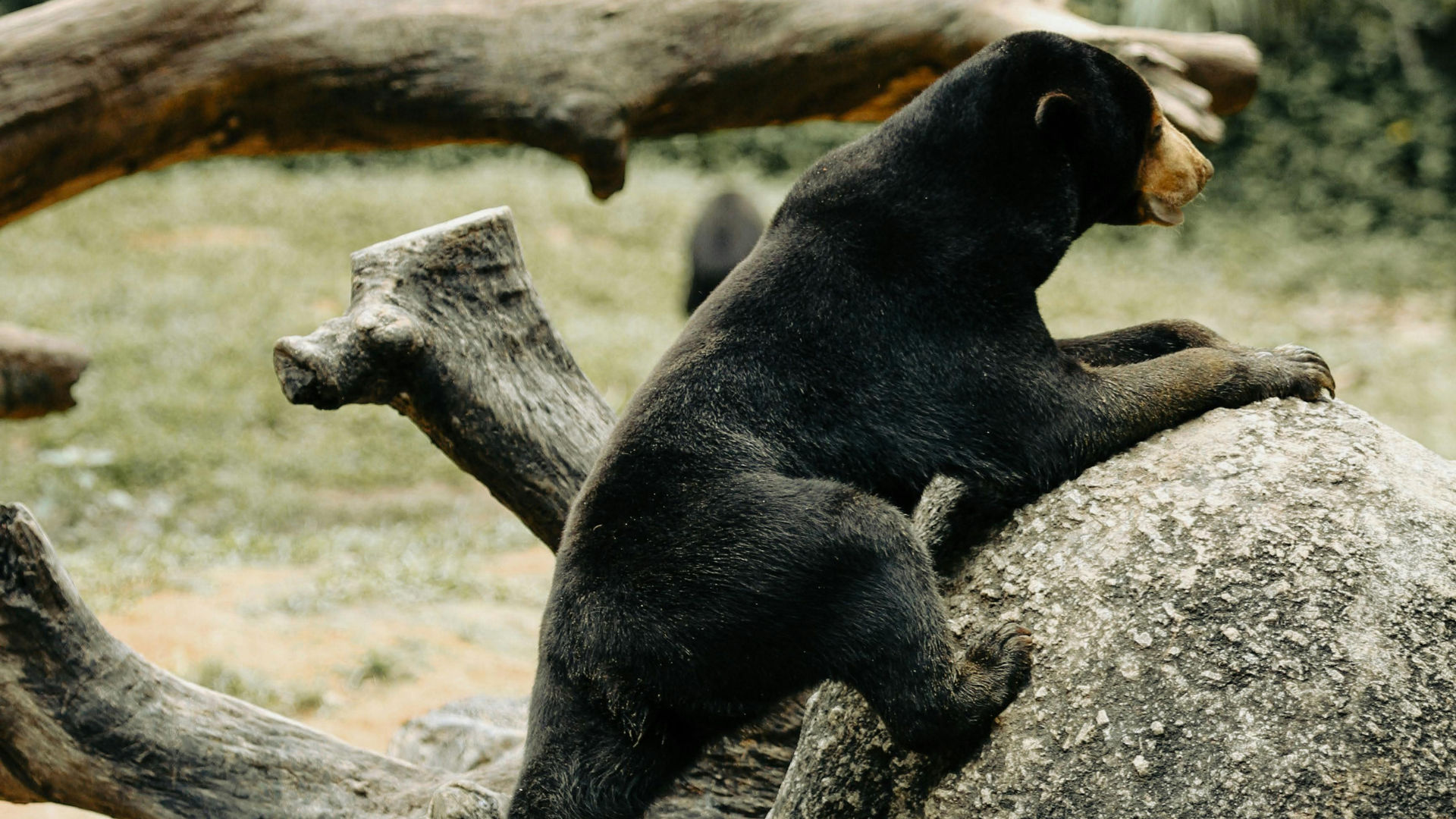 All About The Malayan Sun Bear, The Mascot For Visit Malaysia 2026