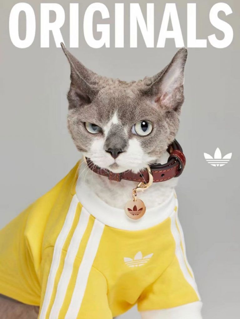 All about the new Adidas Originals pet collection | Augustman Malaysia