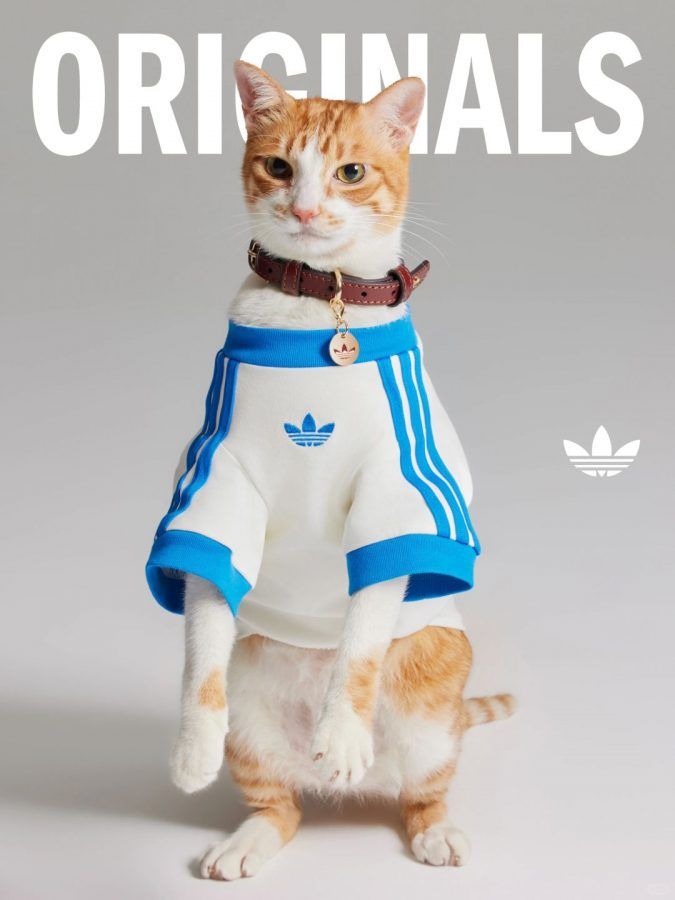 All about the new Adidas Originals pet collection | Augustman Malaysia