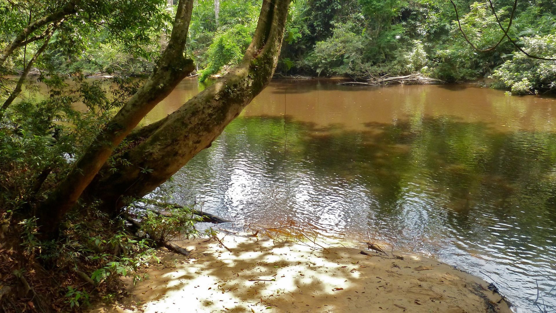Complete Guide To Taman Negara: An Ancient Rainforest Paradise