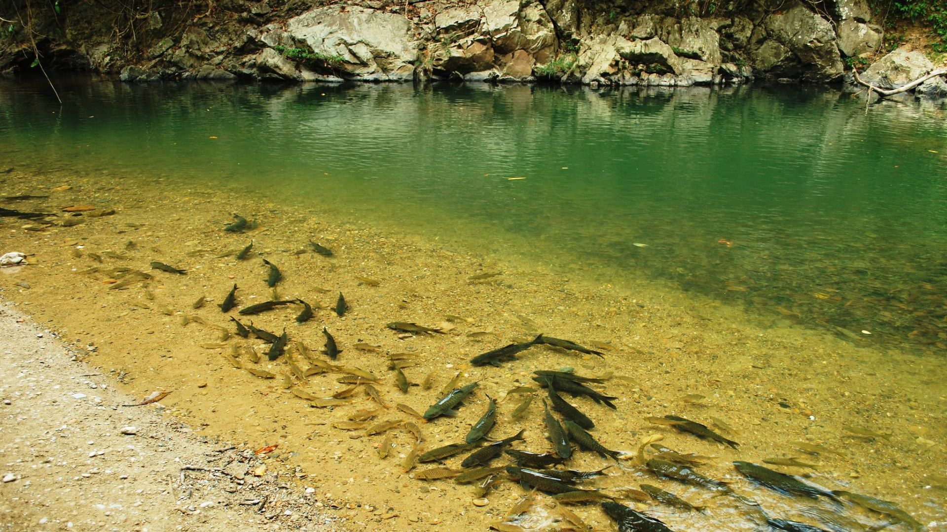 Complete Guide To Taman Negara: An Ancient Rainforest Paradise