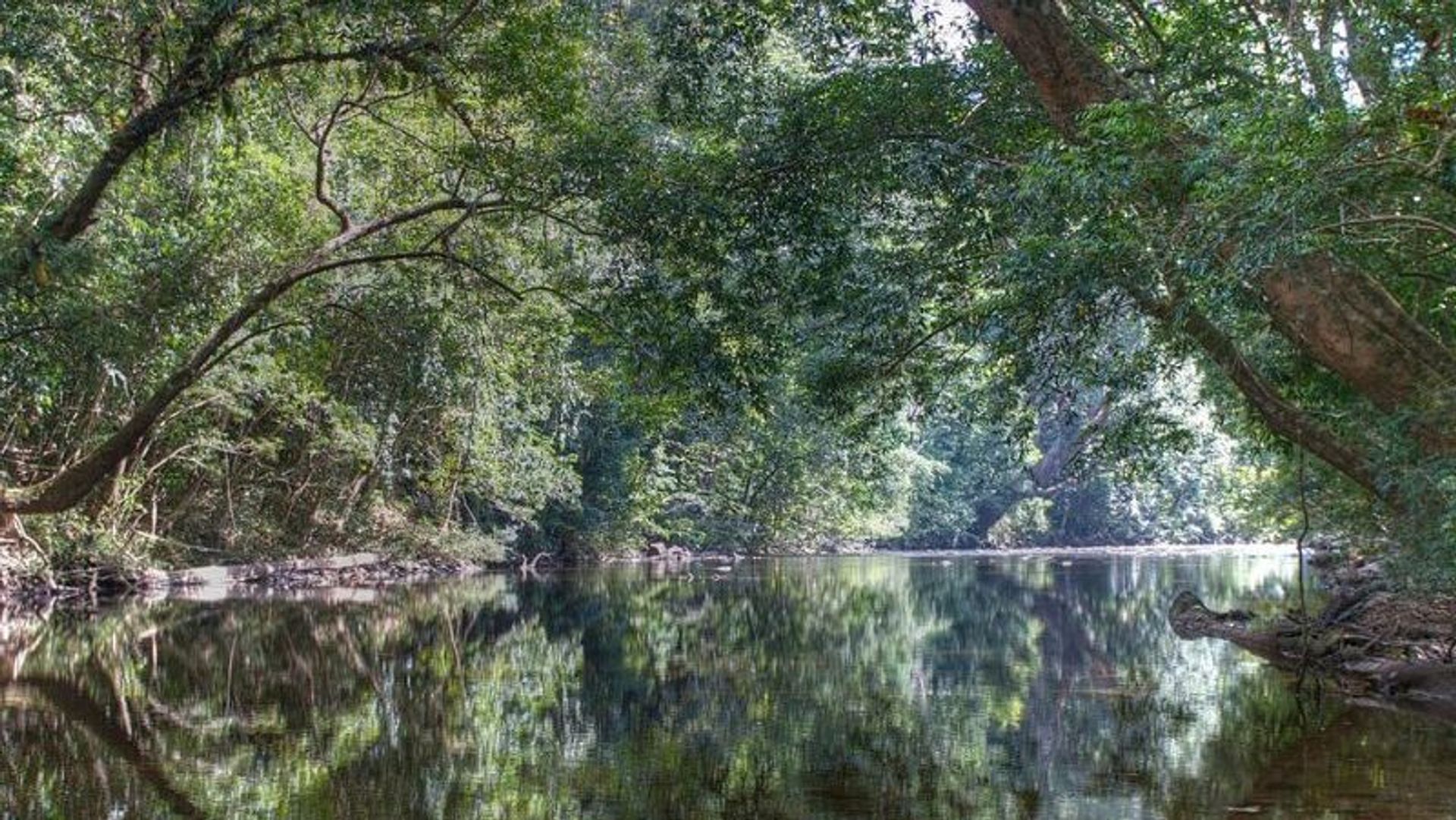 Complete Guide To Taman Negara: An Ancient Rainforest Paradise