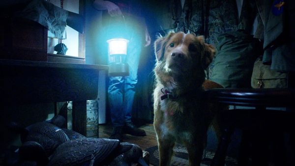 Good Boy Horror Movie Ending Explained | Augustman MY