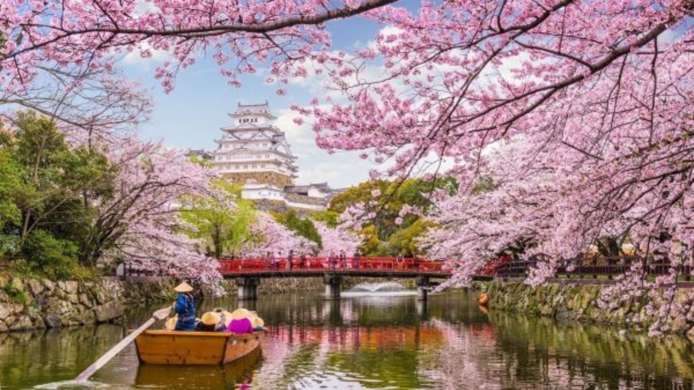 Japan Reveals 2026 Cherry Blossom Forecast | Augustman MY