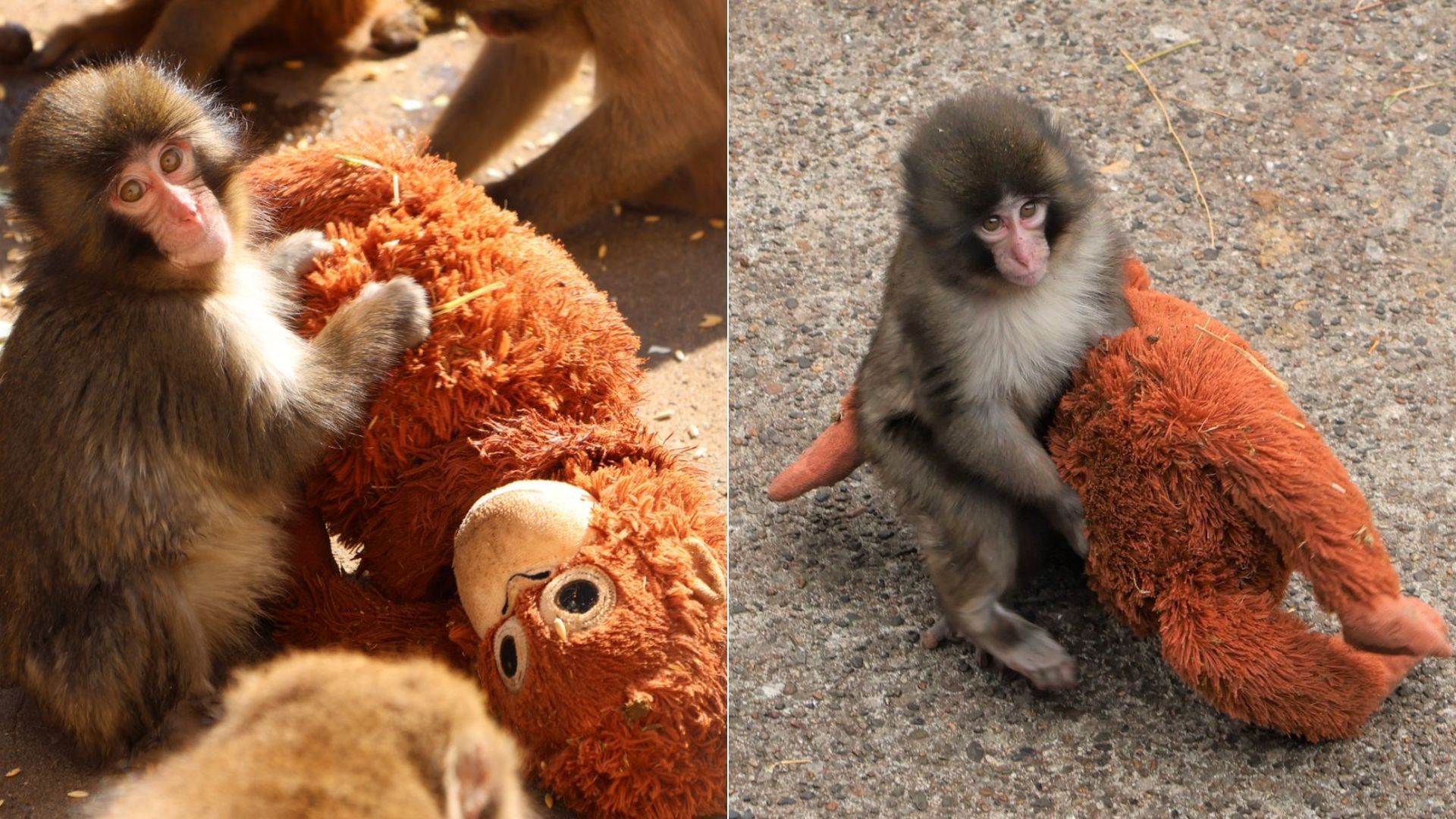 How To Meet Punch, The Viral Baby Monkey | Augustman Malaysia