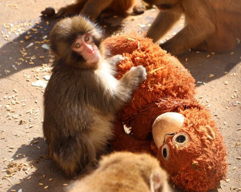 Reasons Why We Relate To Punch The Monkey | Augustman MY