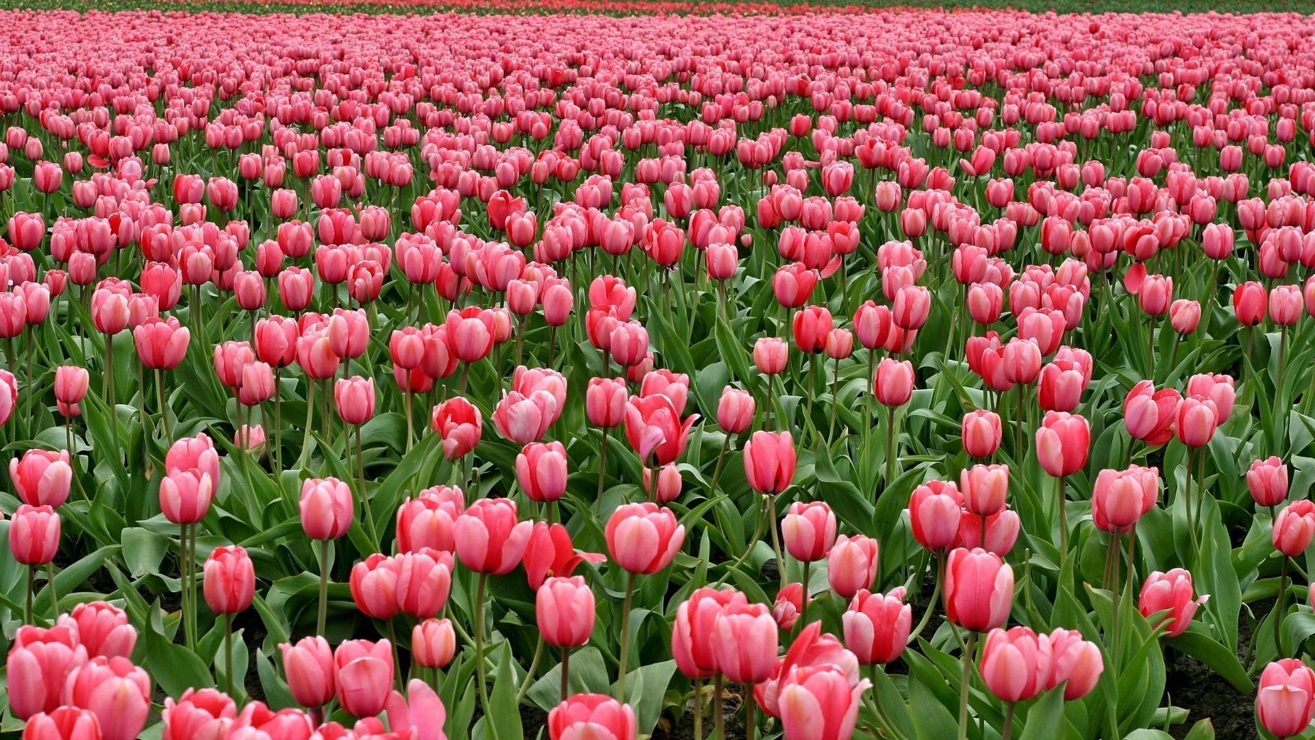 Best Flower Festivals Around The World In 2026 | Augustman MY