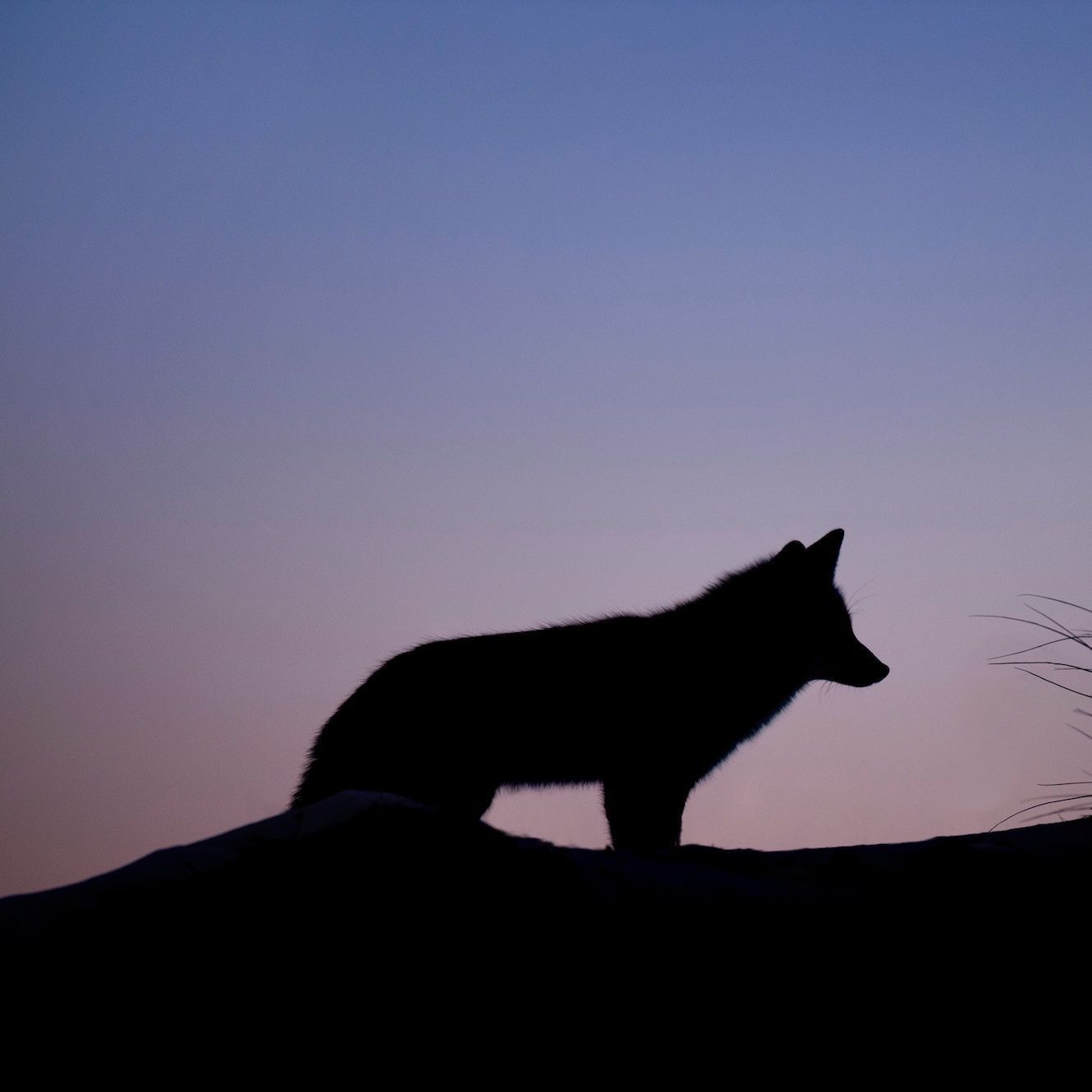 Discover The Spirit Animal For Your Zodiac Sign And Its Hidden Meaning