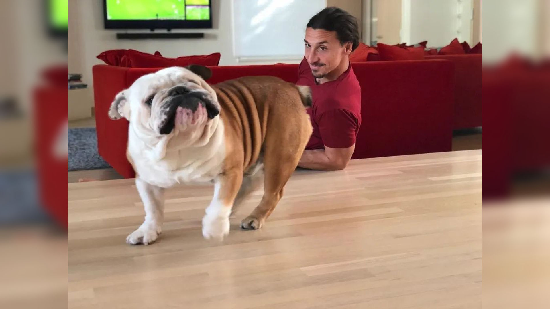 Zlatan Ibrahimović Net Worth: His Earnings, Brand Deals, Fancy Watches